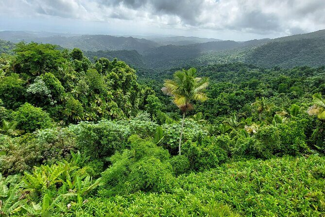 Puerto Rico: El Yunque Sightseeing Half-Day Tour w/Transfer - The Sum Up: Who Should Consider This Tour?
