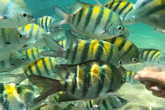 Puerto Rico Guided Tour from Old San Juan to Loïza - FAQ