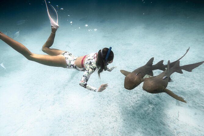 Puerto Rico Private Half Day Shark Diving - Key Points