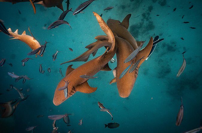 Puerto Rico Private Half Day Shark Diving - The Sum Up