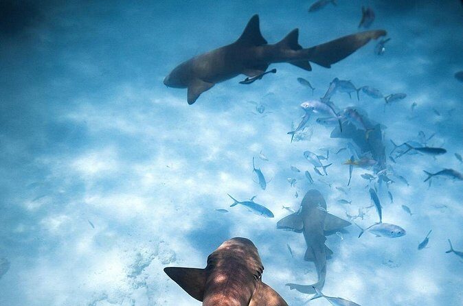 Puerto Rico Private Half Day Shark Diving - FAQ