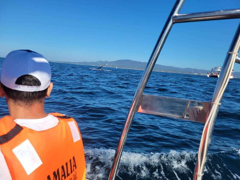 Puerto Vallarta: 3-Hour Whale Watching and Snorkeling - Key Points