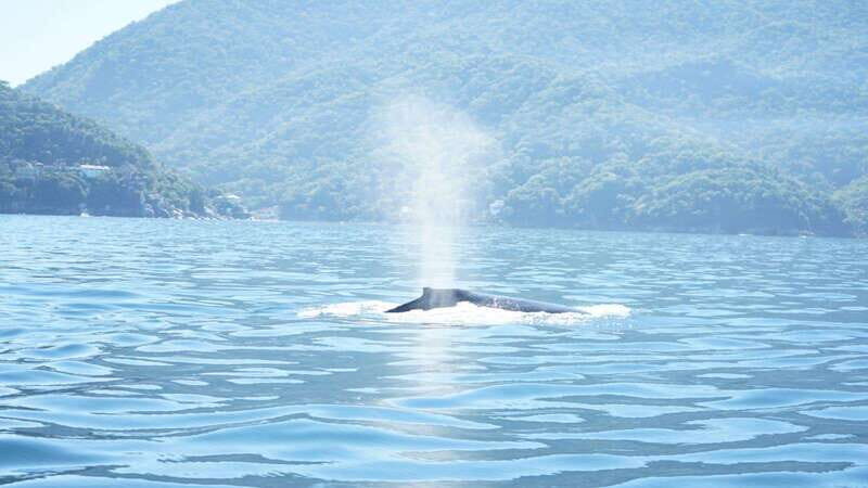Puerto Vallarta: 3-Hour Whale Watching and Snorkeling - An Authentic Marine Adventure in Puerto Vallarta