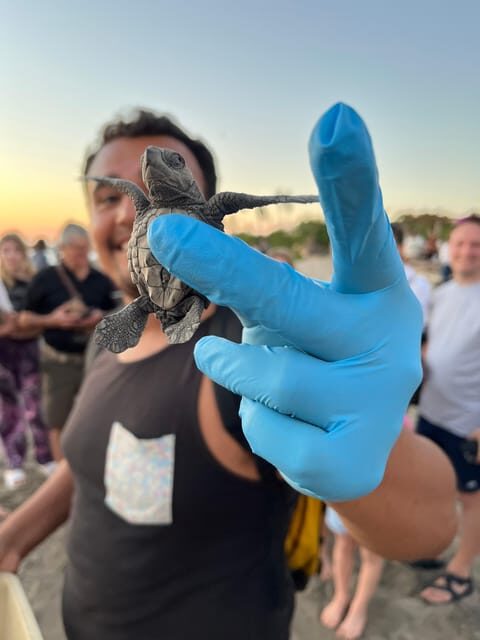 Puerto Vallarta: Baby Turtle Release in Conservation Area - What to Expect from This Tour