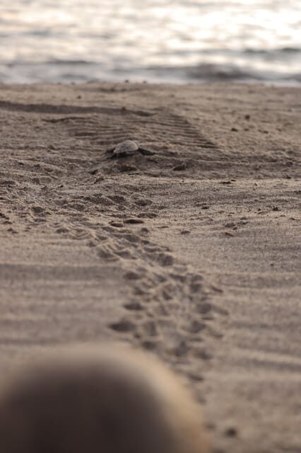 Puerto Vallarta: Baby Turtle Release in Conservation Area - Accessibility and Practical Tips