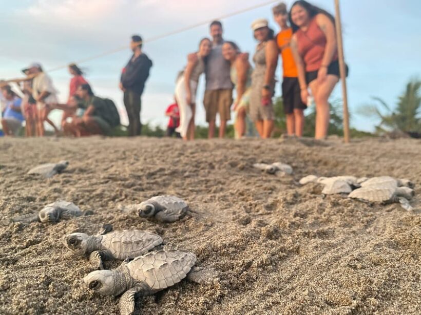 Puerto Vallarta: Baby Turtle Release in Conservation Area - The Sum Up