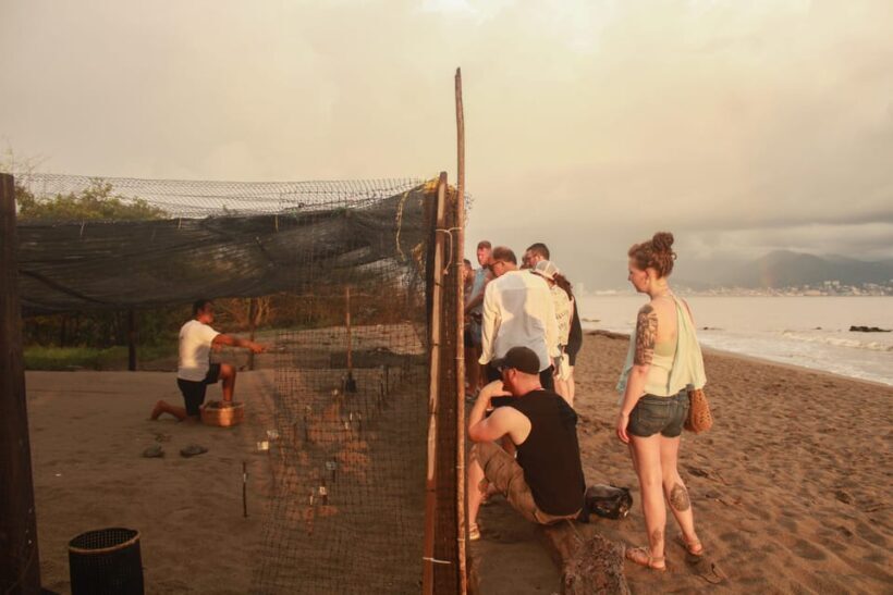 Puerto Vallarta: Baby Turtle Release in Conservation Area - FAQ