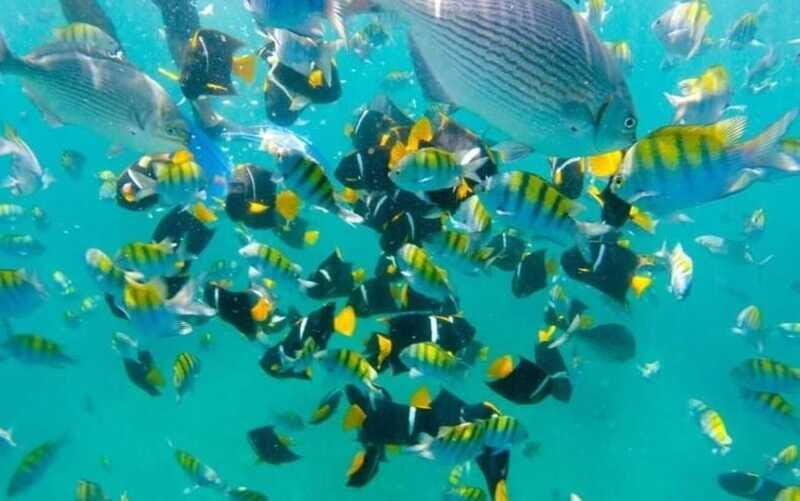 Puerto Vallarta: Beach Boy Los Arcos, Animas and Quimixto - Frequently Asked Questions
