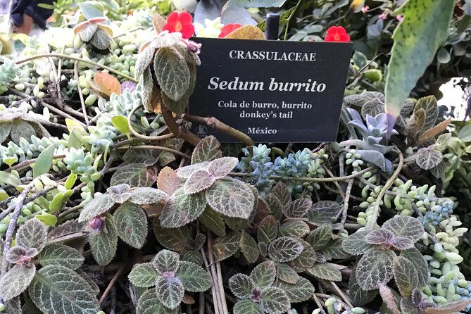 Puerto Vallarta Botanical Garden Tour with University Biologist - The Itinerary in Detail: What to Expect