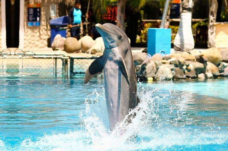 Puerto Vallarta: Dolphin Royal Swim at Aquaventuras Park - The Water Park and Additional Activities