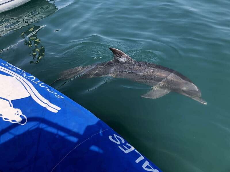 Puerto Vallarta: Dolphin Watching Cruise with a Biologist - An In-Depth Look at the Experience