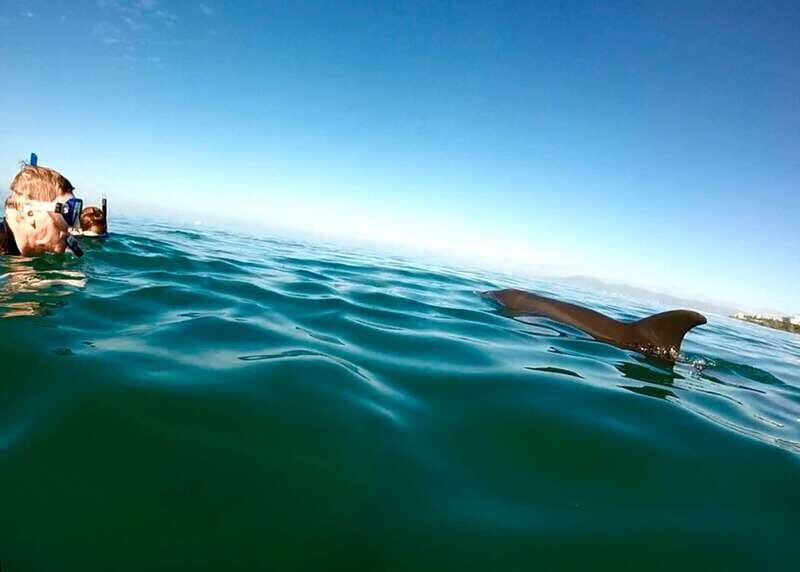 Puerto Vallarta: Dolphin Watching Cruise with a Biologist - The Sum Up