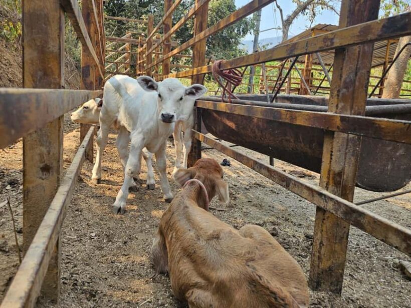 Puerto Vallarta: Hands-on Farm Experience from Cow to Cheese - Who Should Consider This Tour?