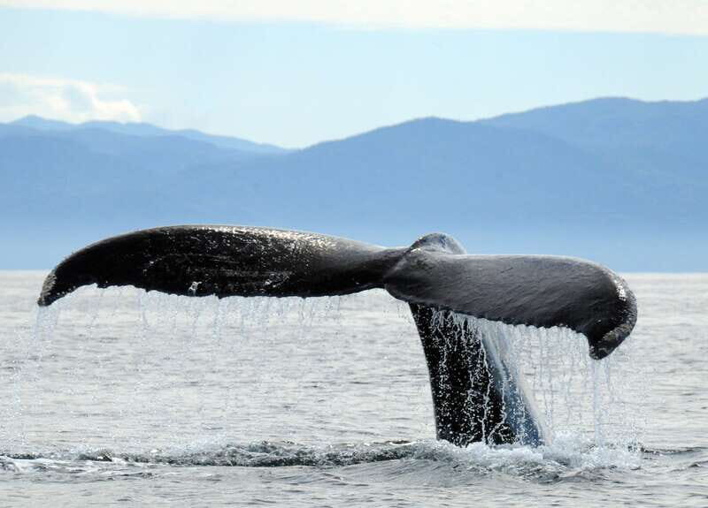 Puerto Vallarta: Humpback Whale Research Adventure Tour - A Closer Look at the Tour Itinerary