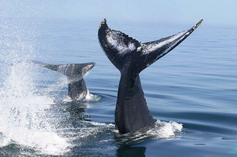 Puerto Vallarta: Humpback Whale Research Adventure Tour - What Reviewers Say