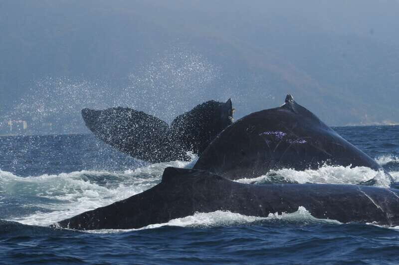 Puerto Vallarta: Humpback Whale Research Adventure Tour - Frequently Asked Questions