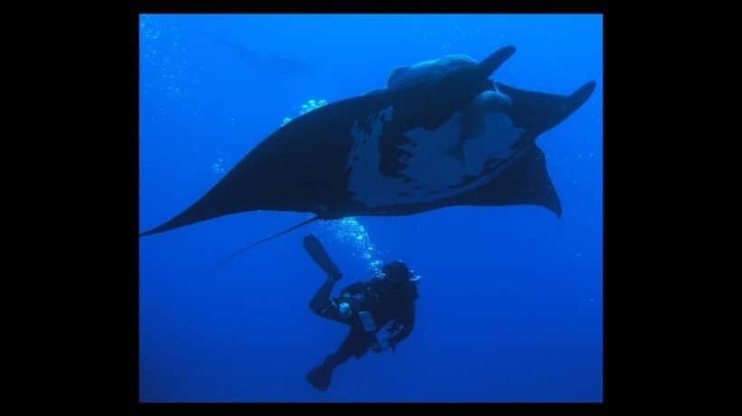 Puerto Vallarta: La Corbeñeta Underwater Exploration - Final Thoughts