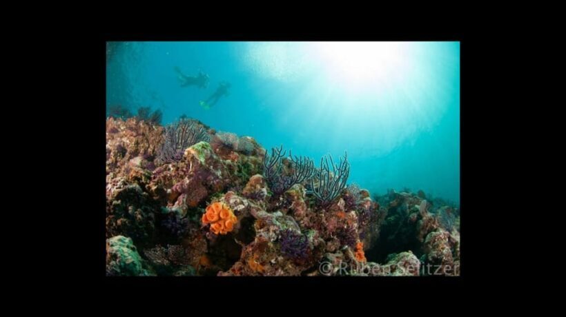 Puerto Vallarta: La Corbeñeta Underwater Exploration - FAQ