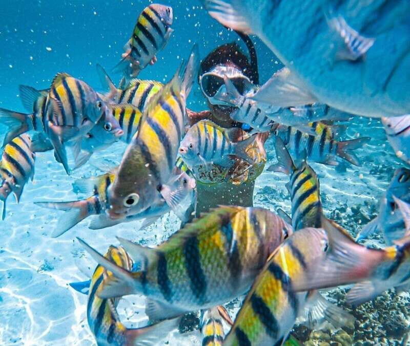 Puerto Vallarta: Los Arcos Islands Boat Tour and Snorkeling - What the Reviews Say