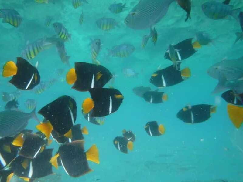 Puerto Vallarta: Los Arcos Snorkel & Beach Private Boat Tour - FAQ