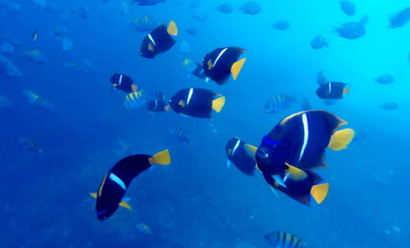 Puerto Vallarta: Los Arcos Snorkeling Tour - Practical Details and Considerations