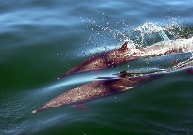 Puerto Vallarta Luxury Sailing with Premium Open bar & lunch - Key Points
