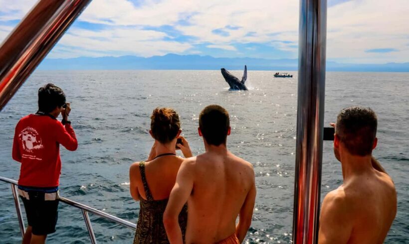 Puerto Vallarta: Mega Yacht Whale Watching Sunset Cruise - Key Points