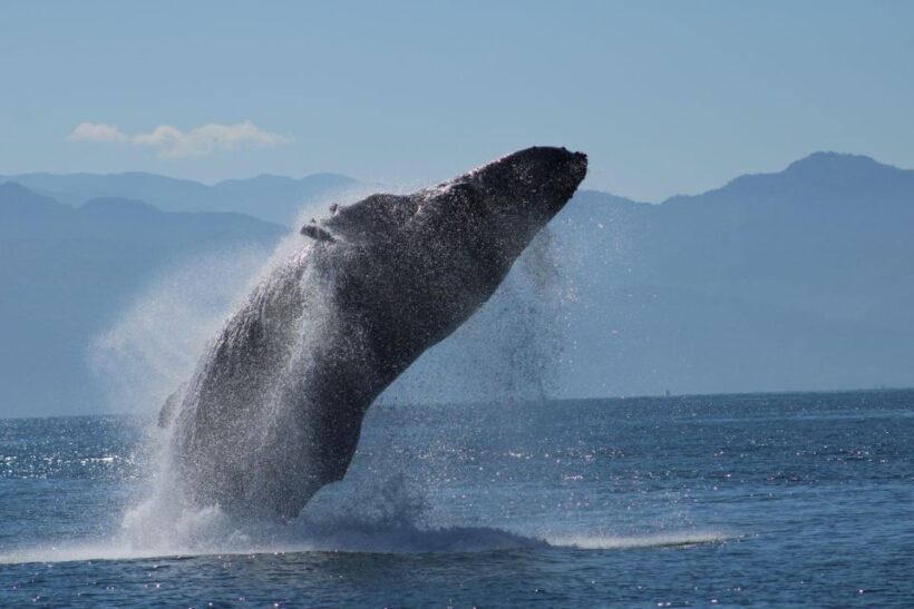 Puerto Vallarta: Mega Yacht Whale Watching Sunset Cruise - What Makes This Tour Special?