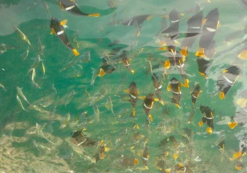 Puerto Vallarta: Private Tour Los Arcos Snorkeling - FAQ