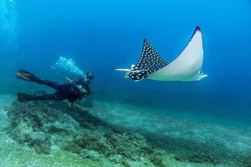 Puerto Vallarta: Scuba Dive in Las Caletas - Introduction: A Colorful Underwater Adventure