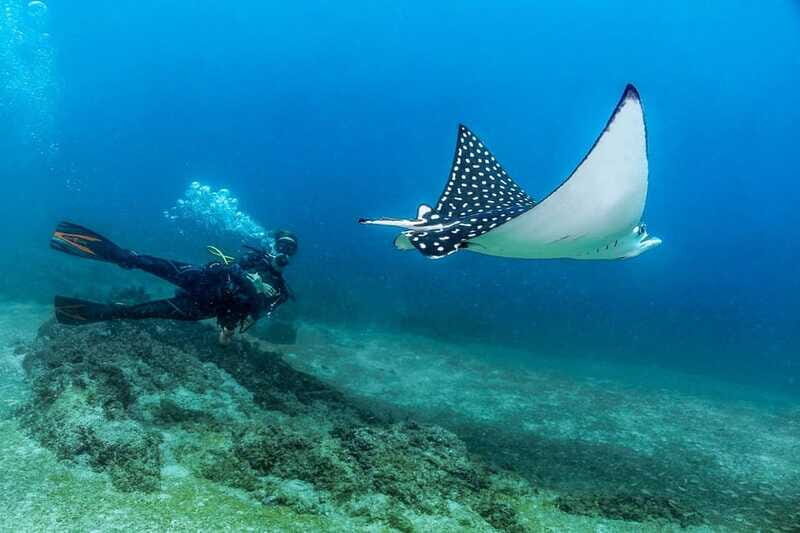 Puerto Vallarta: Scuba Dive in Las Caletas - Authentic Underwater Encounters: What Travelers Say
