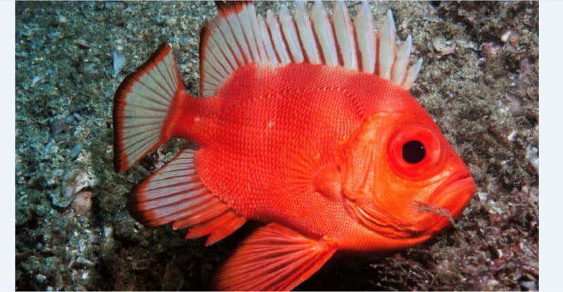 Puerto Vallarta: Scuba Diving en el Morro - The Dive Conditions and Experience