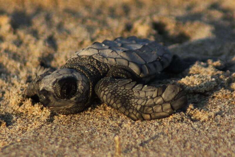 Puerto Vallarta: Sea turtle release at Sunset - Authentic Feedback from Participants