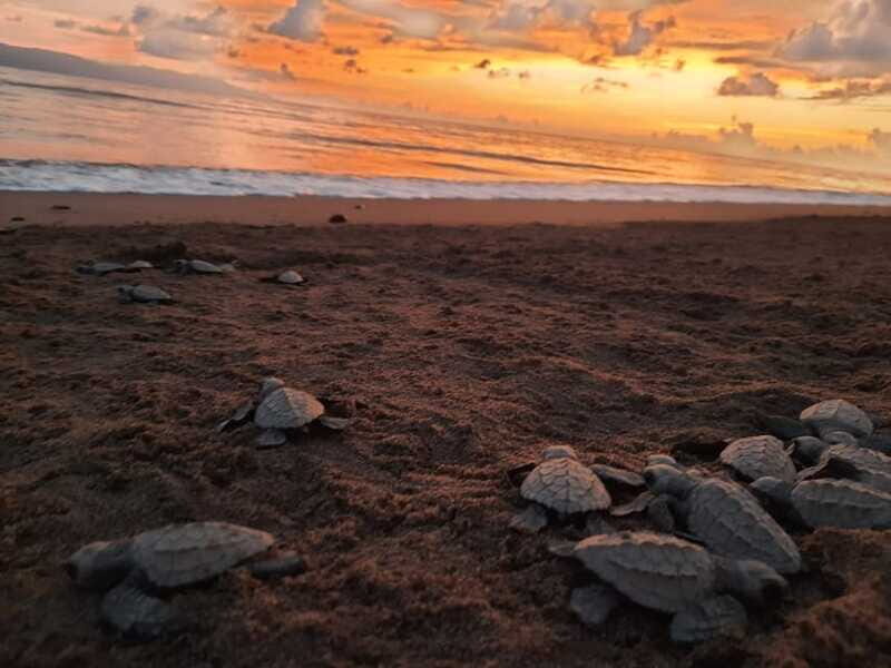 Puerto Vallarta: Sea turtle release at Sunset - Who Will Appreciate This Tour?