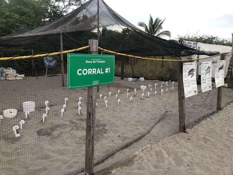 Puerto Vallarta: Sea turtle release at Sunset - FAQ