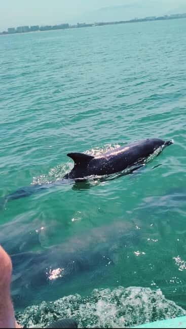 Puerto Vallarta: Swim and Paddle Board with Wild Dolphins - An In-Depth Look at the Experience