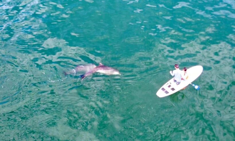 Puerto Vallarta: Swim and Paddle Board with Wild Dolphins - Who Will Love This Tour?