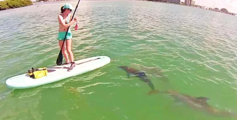 Puerto Vallarta: Swim and Paddle Board with Wild Dolphins - The Sum Up: Is It Worth It?