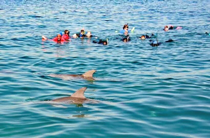 Puerto Vallarta: Swim and Paddle Board with Wild Dolphins - FAQs