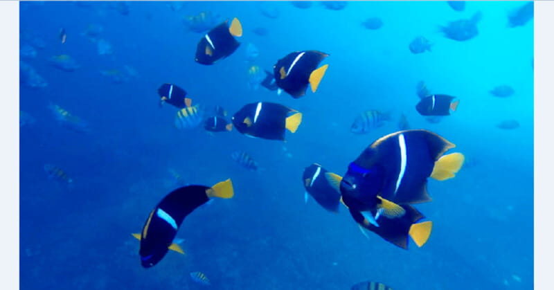 Puerto Vallarta: Underwater Wonderland at Los Arcos - An Overview of Los Arcos National Marine Park