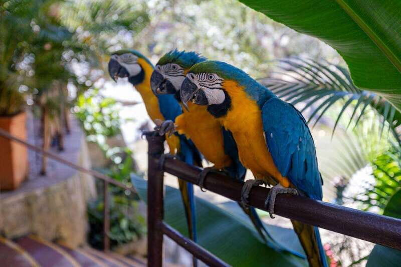 Puerto Vallarta: Vallarta's Botanical Garden by Sea or Land - Key Points