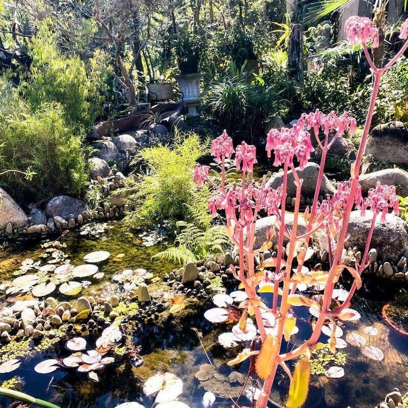 Puerto Vallarta: Vallarta's Botanical Garden by Sea or Land - Interacting with Rescued Animals