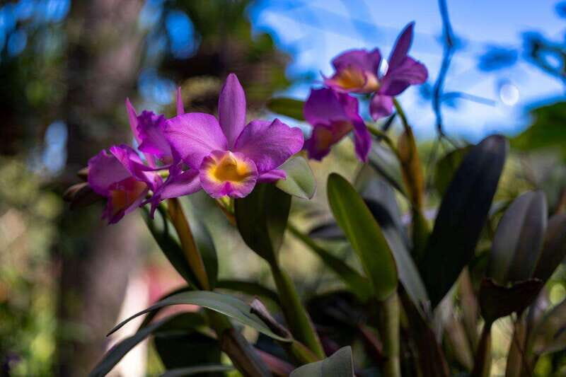 Puerto Vallarta: Vallarta's Botanical Garden by Sea or Land - Practical Details and Value