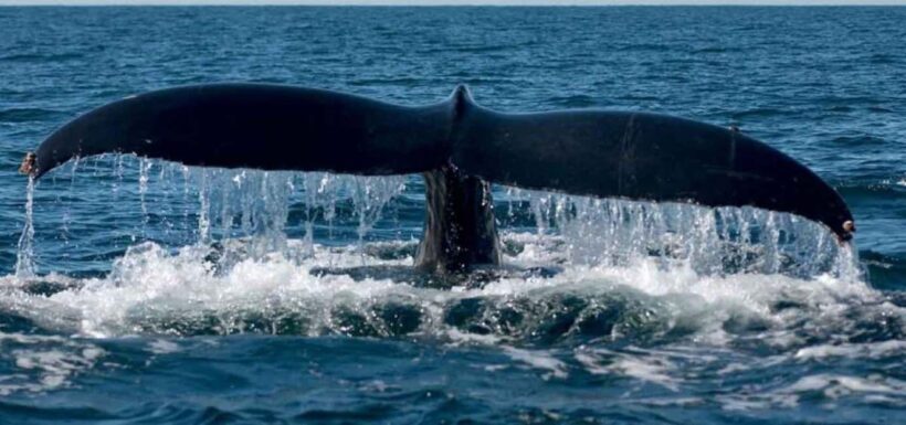 Puerto Vallarta: Whale Watching Adventure Tour - Key Points