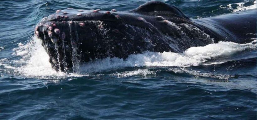 Puerto Vallarta: Whale Watching Adventure Tour - An in-depth look at the Puerto Vallarta Whale Watching Adventure