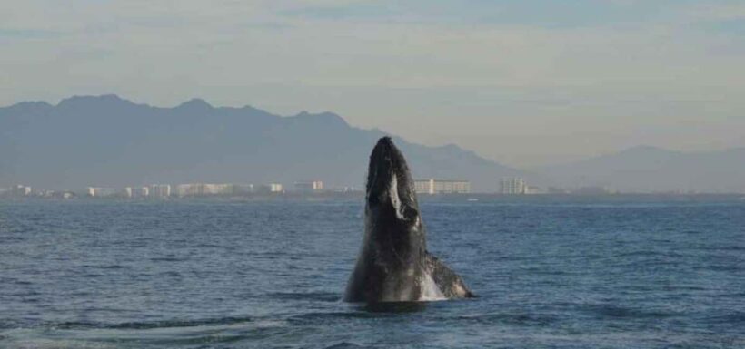 Puerto Vallarta: Whale Watching Adventure Tour - Frequently Asked Questions