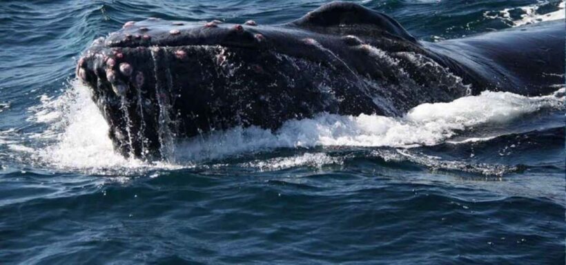 Puerto Vallarta: Whale Watching Beach Bay - An In-Depth Look at the Whale Watching Adventure