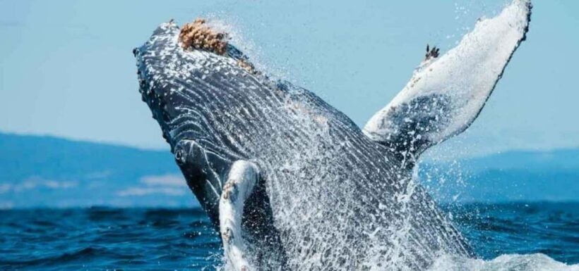 Puerto Vallarta: Whale Watching Beach Bay - The Sum Up