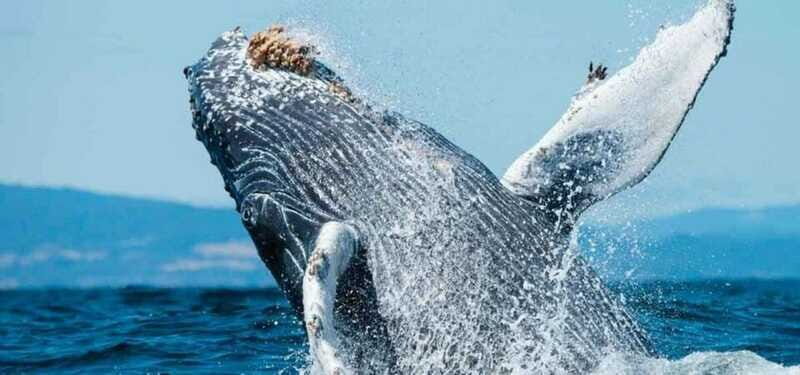 Puerto Vallarta: Whale Watching Beach Bay - FAQ