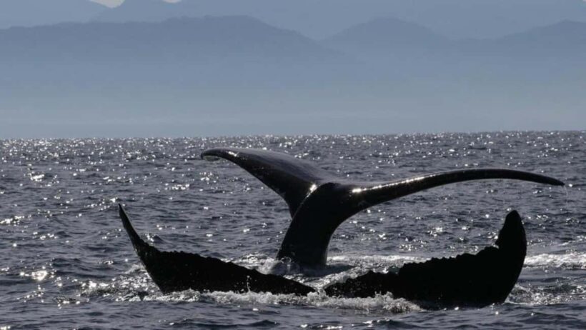 Puerto Vallarta: Whale Watching Encounter - An Authentic Encounter with Giants